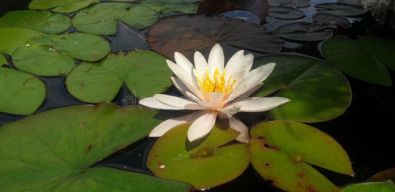 Ninfea pond koipond stock image. Image of leaf, flower - 251000317