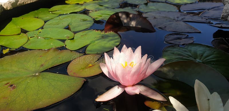 Ninfea pond koipond stock photo. Image of koipond, water - 251000324