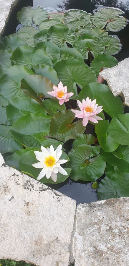 Ninfea pond koipond stock image. Image of garden, flower - 251000129