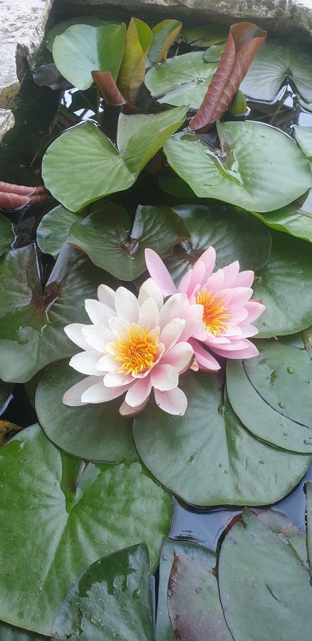 Ninfea pond koipond stock image. Image of flower, green - 251000147