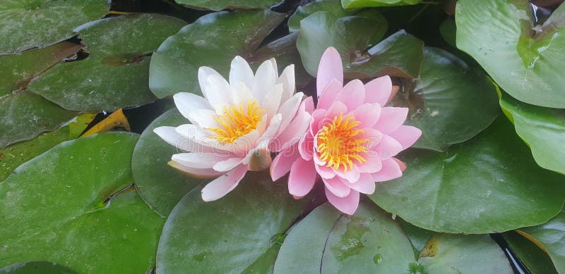 Ninfea pond koipond stock photo. Image of green, petal - 251000148