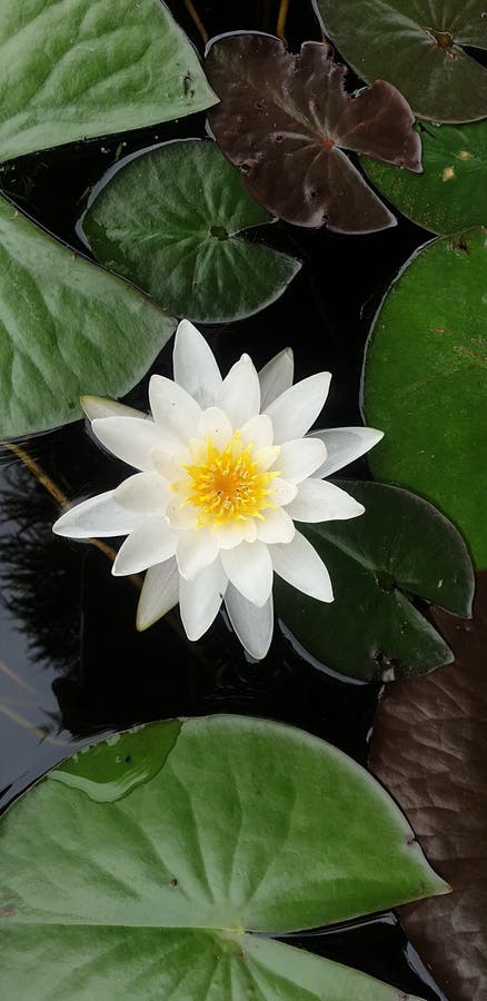 Ninfea pond koipond stock photo. Image of flower, petal - 251000302