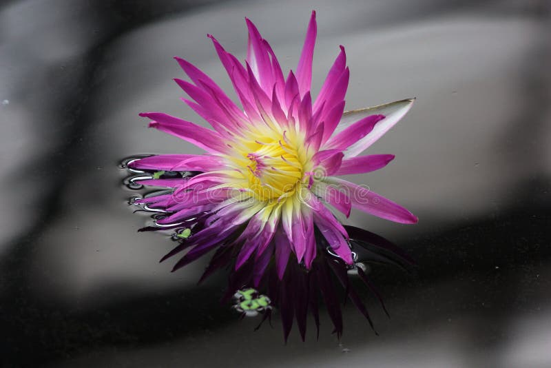 Ninfea Purple stock photo. Image of white, yellow, orange - 12858712