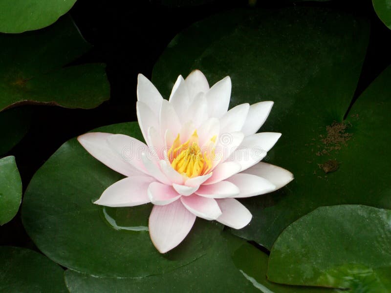 Ninfea Rosa Sulle Foglie Verdi Immagine Stock - Immagine di bello ...