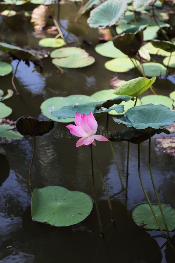 Foglie Verdi Lotus O Hardy Water Lily Plant Di Vista Superiore Della ...