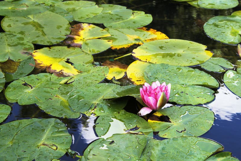 NINFEA IN UNO STAGNO fotografia stock. Immagine di floreale - 20593376