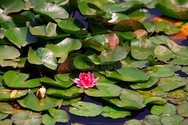 Ninfee fotografia stock. Immagine di alcuni, pianta - 118067528