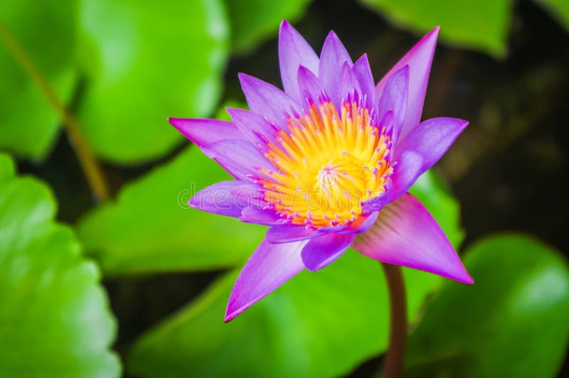 Ninfee viola fotografia stock. Immagine di delta, abbastanza - 38481896