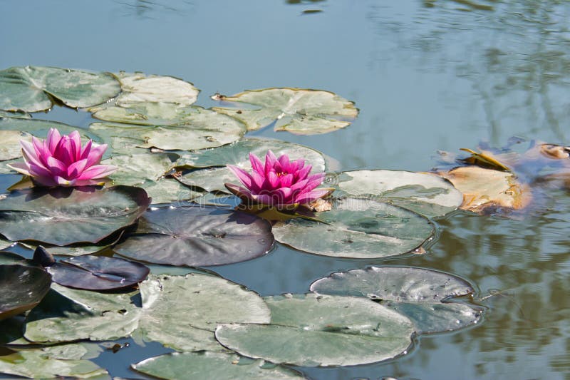 I Fiori O La Ninfea Rosa O Rossi Del Loto Fiorisce La Fioritura Sul Pon ...