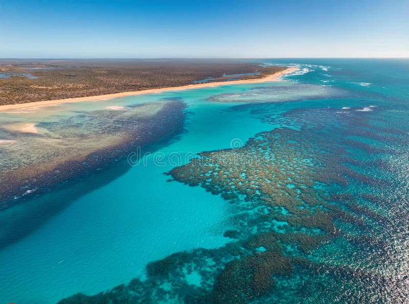 Ningaloo Reef stock illustration. Illustration of corals - 340071183