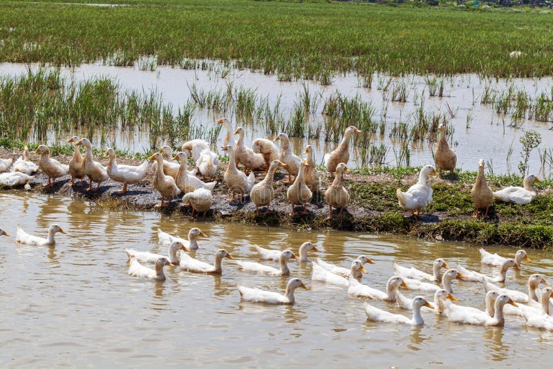 Ninh Binh, Vietnam, a Flock of Domestic White Geese in Rice Fields ...