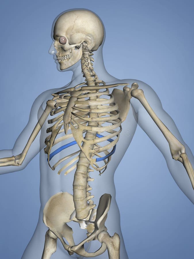 Ninth Rib, Rib Cage, 3D Model Stock Illustration - Illustration of bone ...