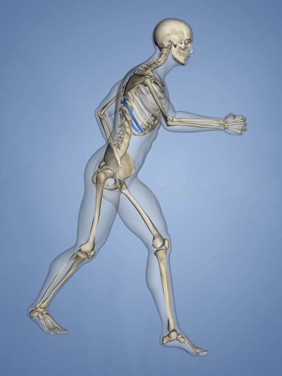 Ninth Rib, Rib Cage, 3D Model Stock Illustration - Illustration of ...