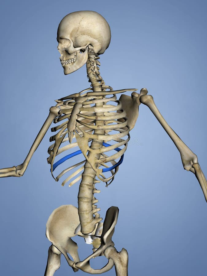 Ninth Rib, Rib Cage, 3D Model Stock Illustration - Illustration of ...