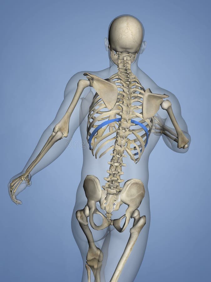 Ninth Rib, Rib Cage, 3D Model Stock Illustration - Illustration of ...