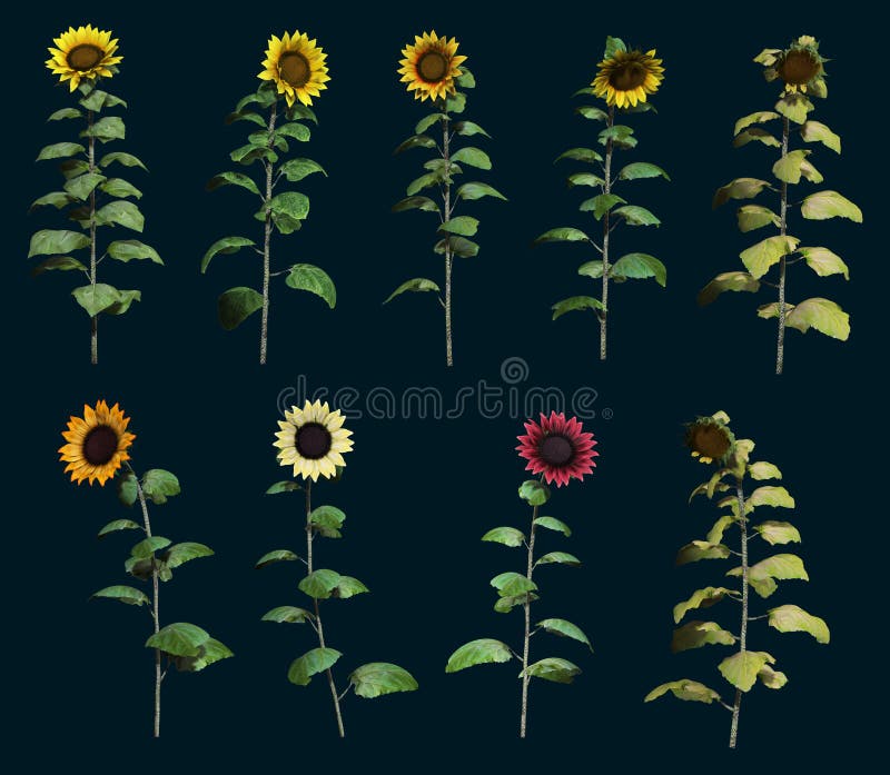 Solrosor Stock Illustrationer, Vektorer, & Clipart – (3,997 Stock ...