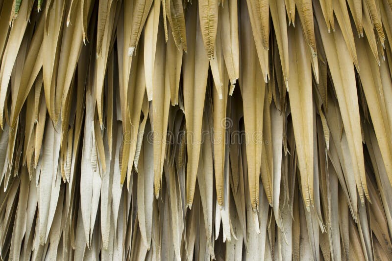 Nipa palm stock photo. Image of design, grass, tied, culture - 28554328