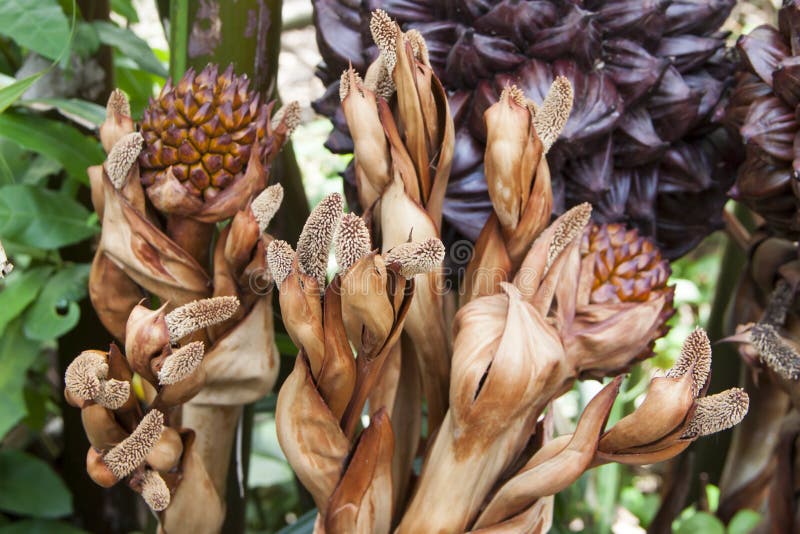 Nipa palm flower stock image. Image of tree, fresh, fruticana - 40610107