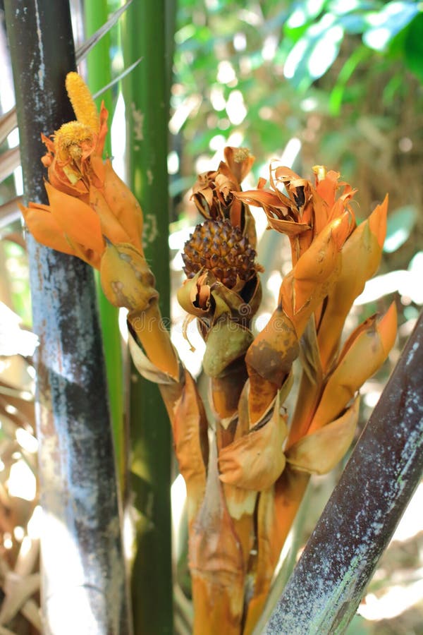 Nipa palm or mangrove palm stock image. Image of closeup - 99758913