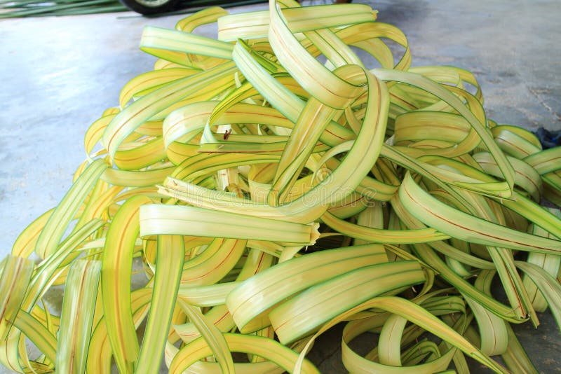 Nipa palm stock photo. Image of palm, green, tobacco - 57702842