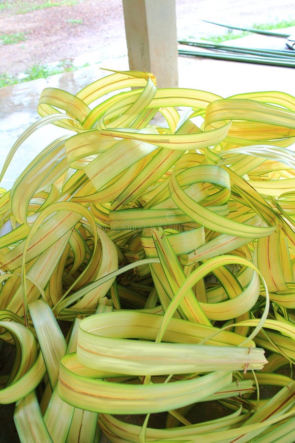 Nipa palm stock photo. Image of leaves, process, nipa - 57702974