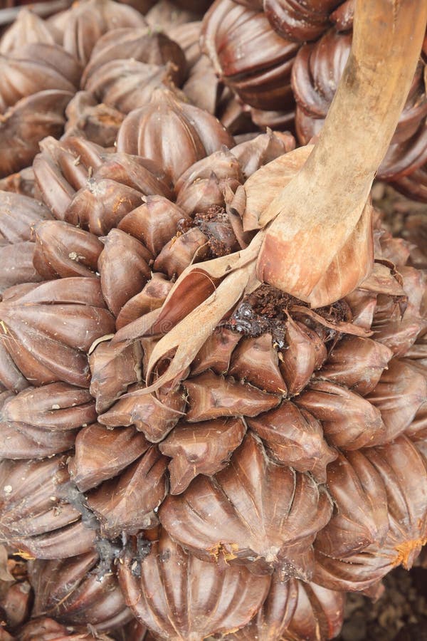 Nipa Palm Fruit stock photo. Image of stalk, leaf, nipa - 32211342