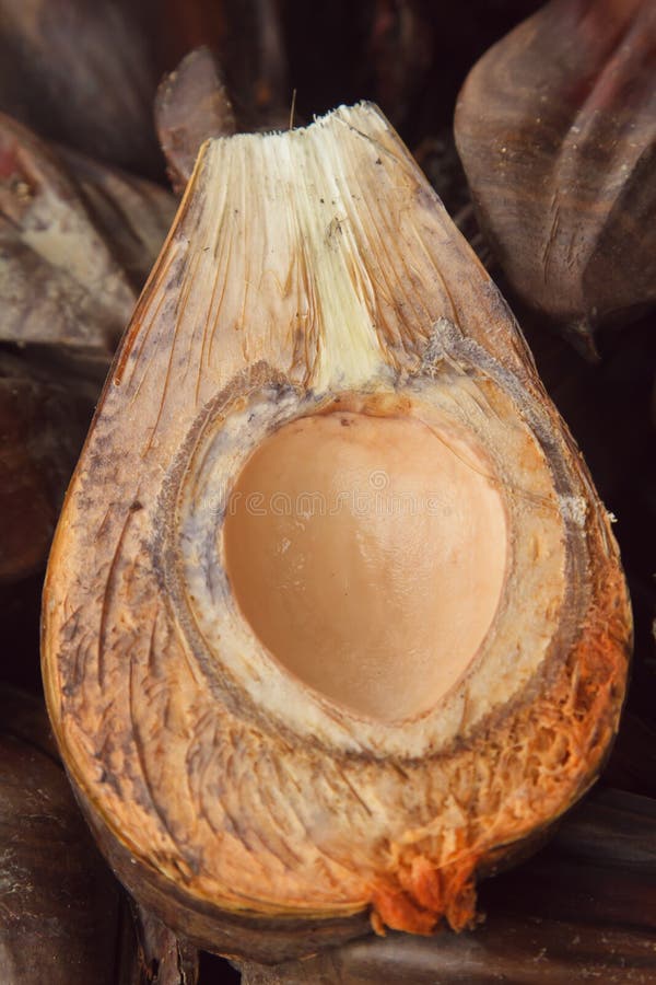 Nipa palm stock photo. Image of texture, ftuits, natural - 34627658