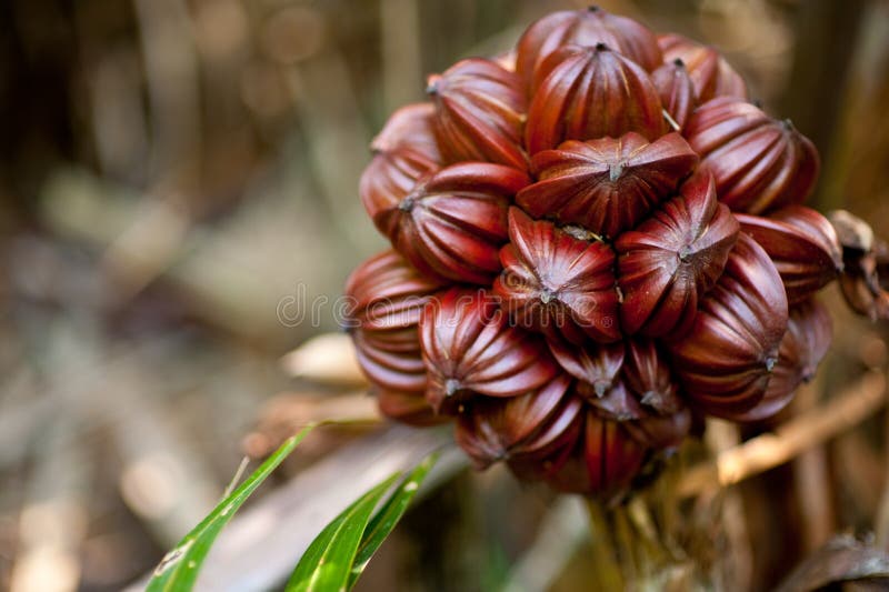 Nipah palm tree or leaf stock photo. Image of leaf, green - 5508724