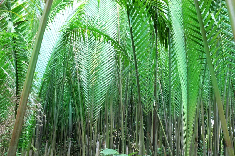 Nipah palm tree or leaf stock image. Image of leaf, forest - 5508737