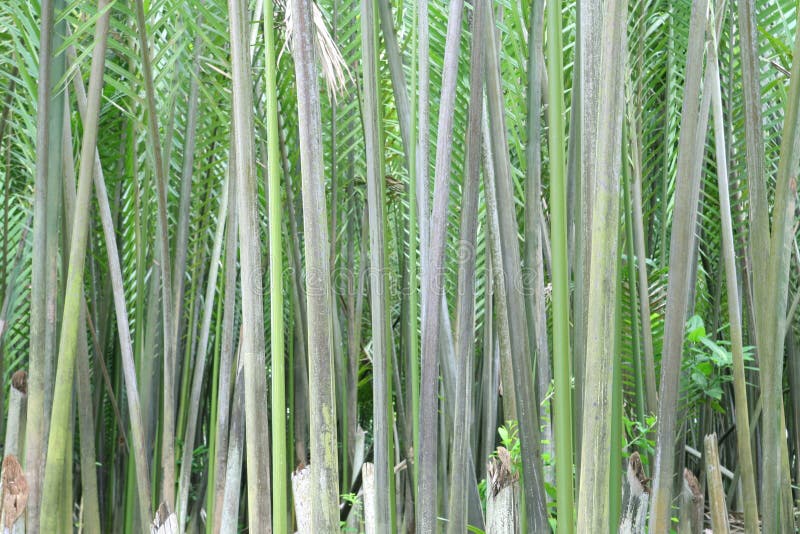 Nipah Palm stock photo. Image of malaysia, ingredients - 10755954