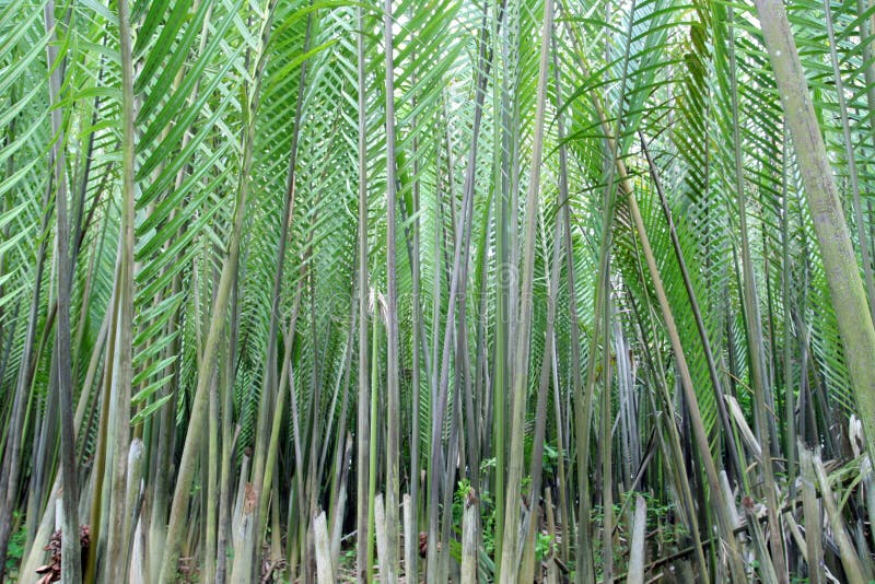 Nipah Palm Tree Or Leaf Stock Image Image Of Forest Plants 5508793