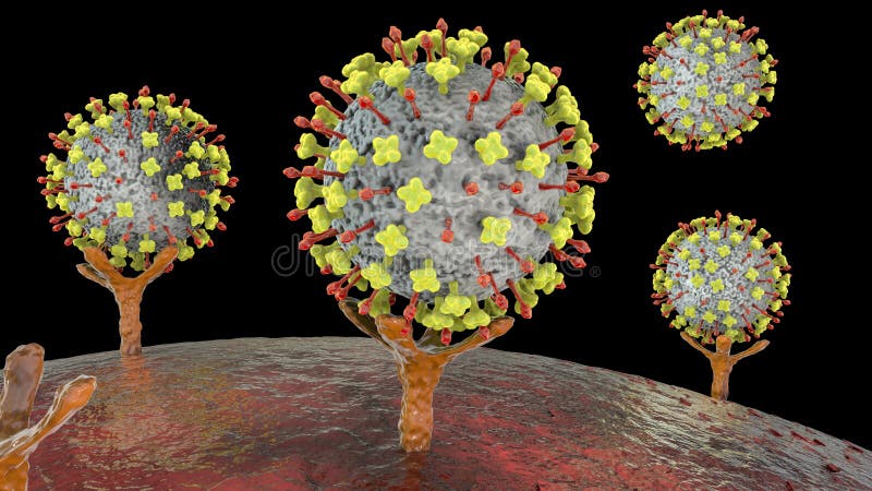 Nipah Virus Attaching Receptors on Human Cells, a Newly Emerging Bat ... Nipah Virus Attaching Receptors on Human Cells, a Newly Emerging Bat ...