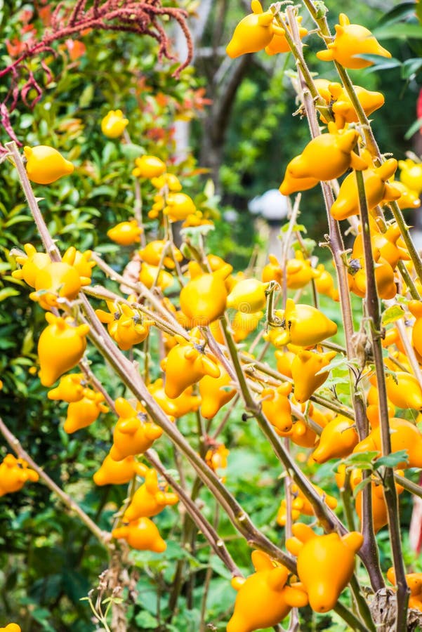 Nipple fruit on plant stock photo. Image of popolo, beautiful - 188934438