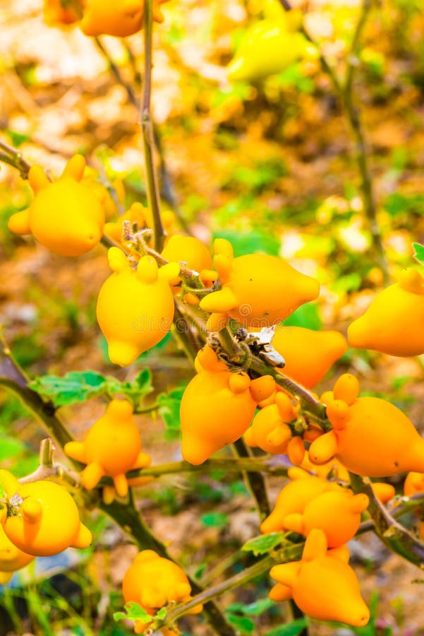 Nipple fruit on plant stock photo. Image of popolo, closeup - 278767334