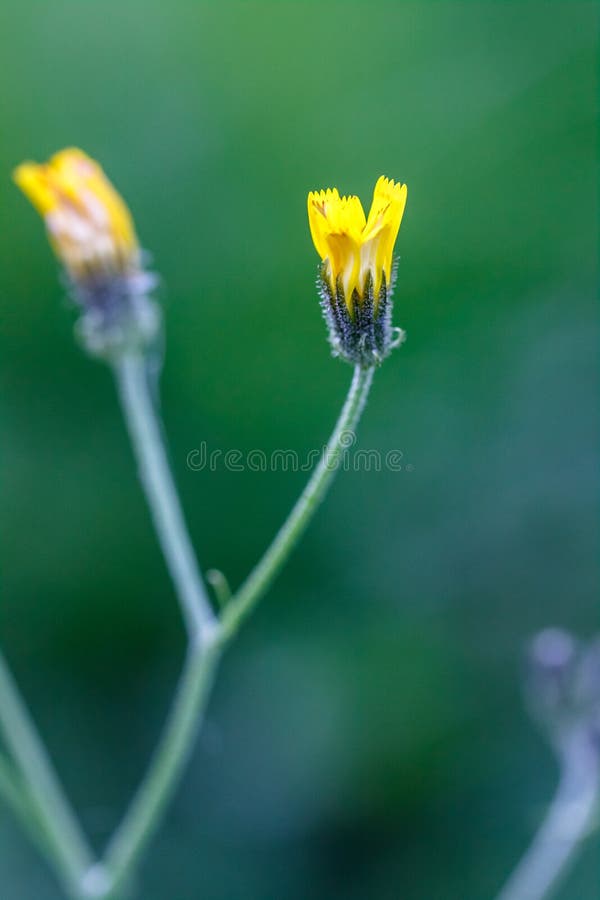 Nipplewort stock photo. Image of blossoming, lapsana - 95004448