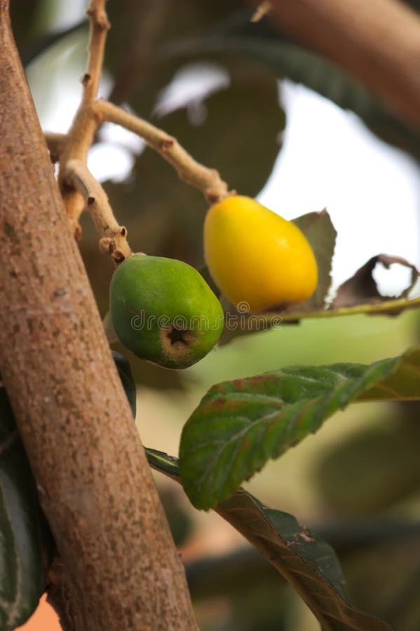 Nispero tree branches stock photo. Image of loquat, mediterranean ...