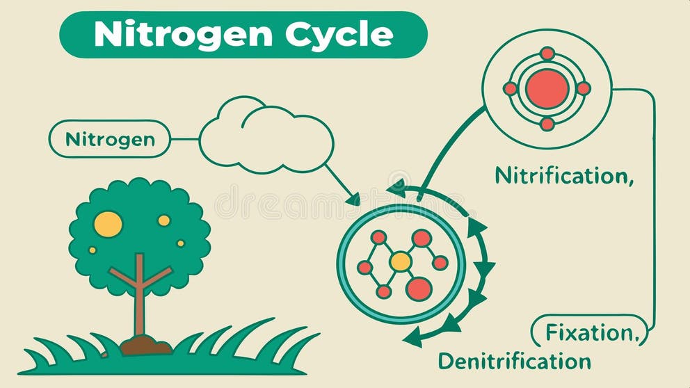 Nitrogen Cycle Diagram, Ecological Process and Environmental Science ...