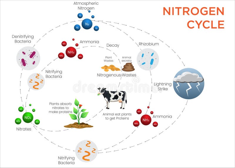 Nitrogen Cycle Diagram Visualizing Nitrogen Flow through Fixation ...