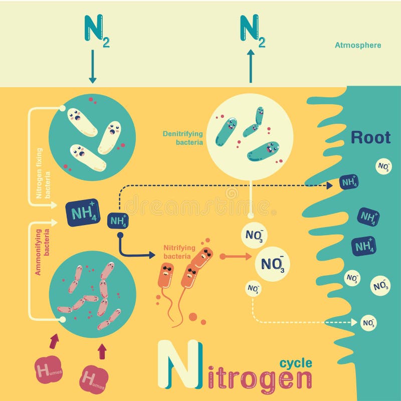 Nitrogen Cycle stock vector. Illustration of education - 30735058