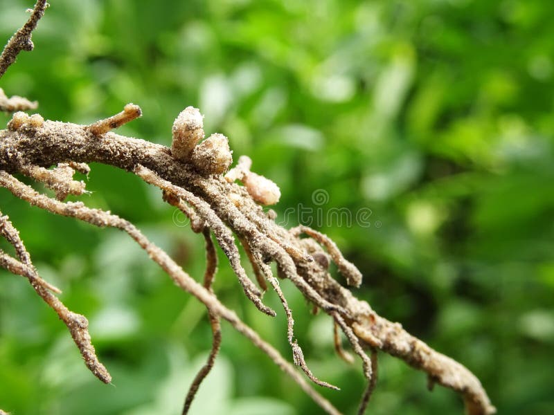 Nitrogen-fixing Bacteria on Legume Roots Close-up Stock Photo - Image ...