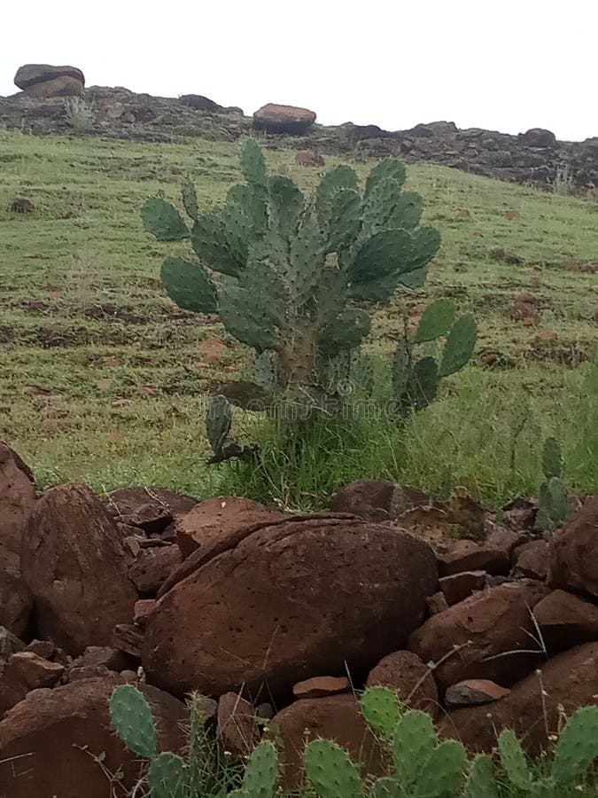 Nivdung is an Indian Plant with Thorns and Medicinal Properties. Stock ...