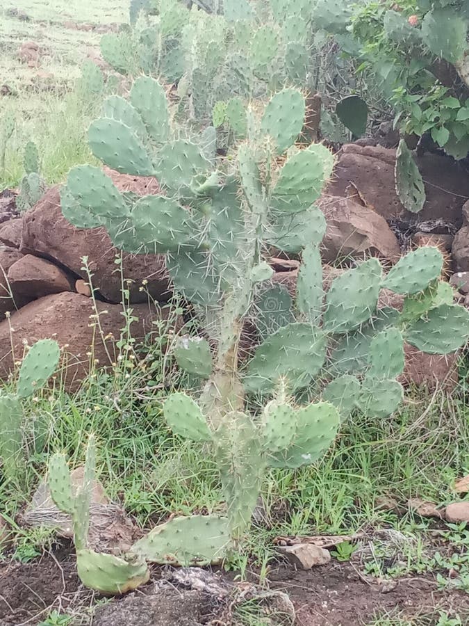 Nivdung is an Indian Plant with Thorns and Medicinal Properties. Stock ...