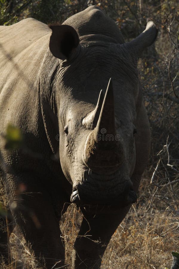 Niveles de dedo foto de archivo. Imagen de nana, rinoceronte - 162633654