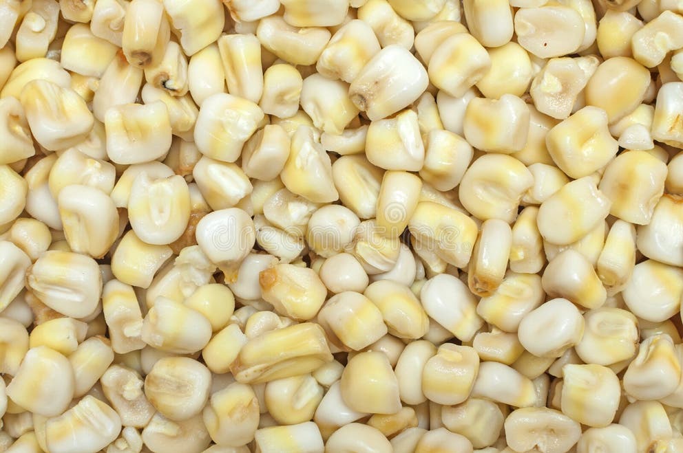 Nixtamalized yellow corn stock image. Image of ingredient - 42662953