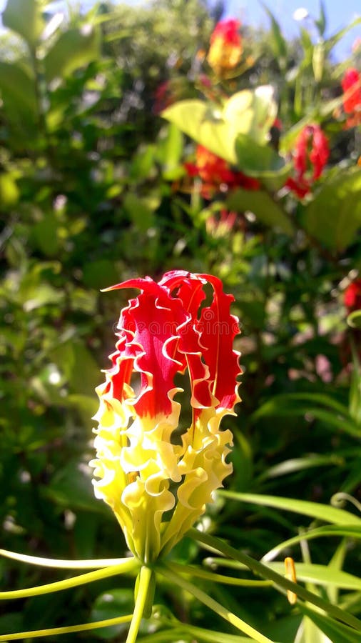 Niyagala Flower Near the Beach Stock Image - Image of garden, niyagala ...