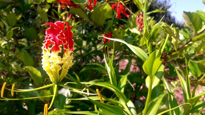 Niyagala Flower in Jungle Beach Srilanka Stock Photo - Image of beach ...
