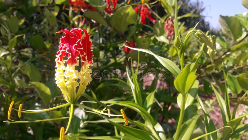 Niyagala Flower Near the Beach Stock Image - Image of garden, niyagala ...