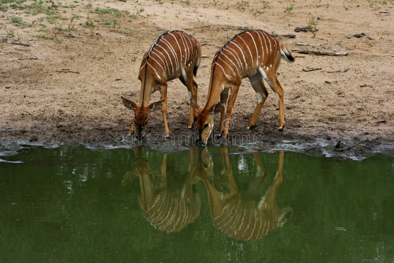Njala stock photo. Image of outdoor, tranquil, weary, chestnut - 1419436