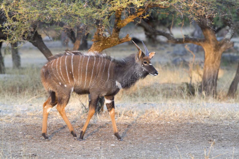 Nuala Stock Photos - Free & Royalty-Free Stock Photos from Dreamstime