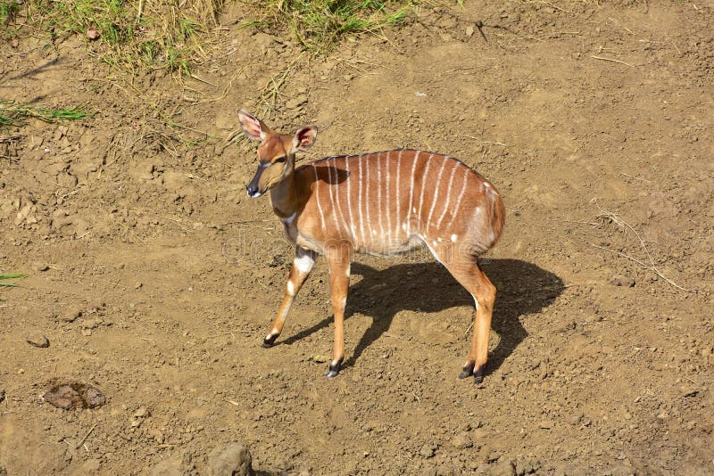 Njala stock photo. Image of outdoor, tranquil, weary, chestnut - 1419436